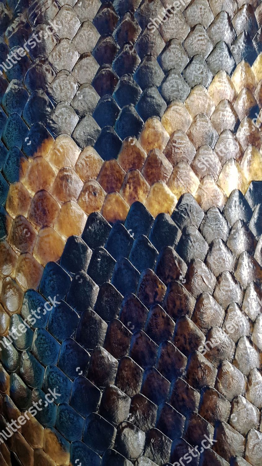 Closeup Burmese Pythons Scales Editorial Stock Photo - Stock Image ...