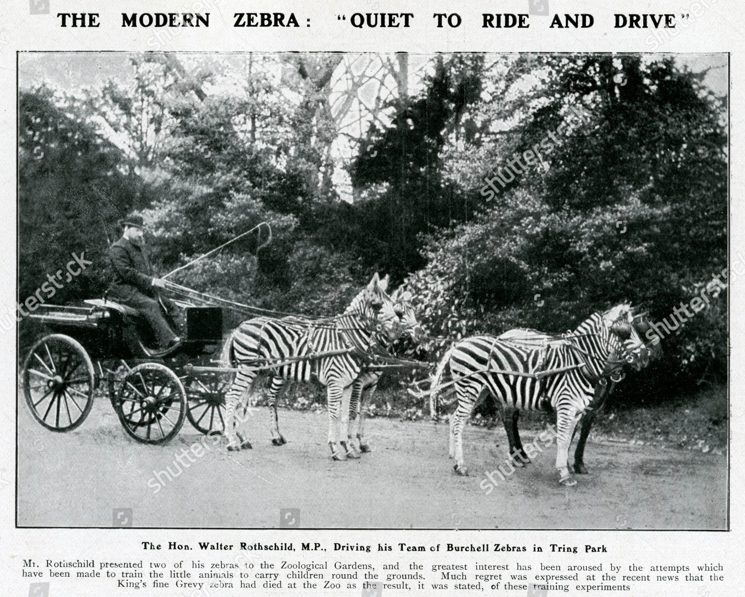 Carriage Drawn By Zebra Driven By Editorial Stock Photo - Stock Image ...