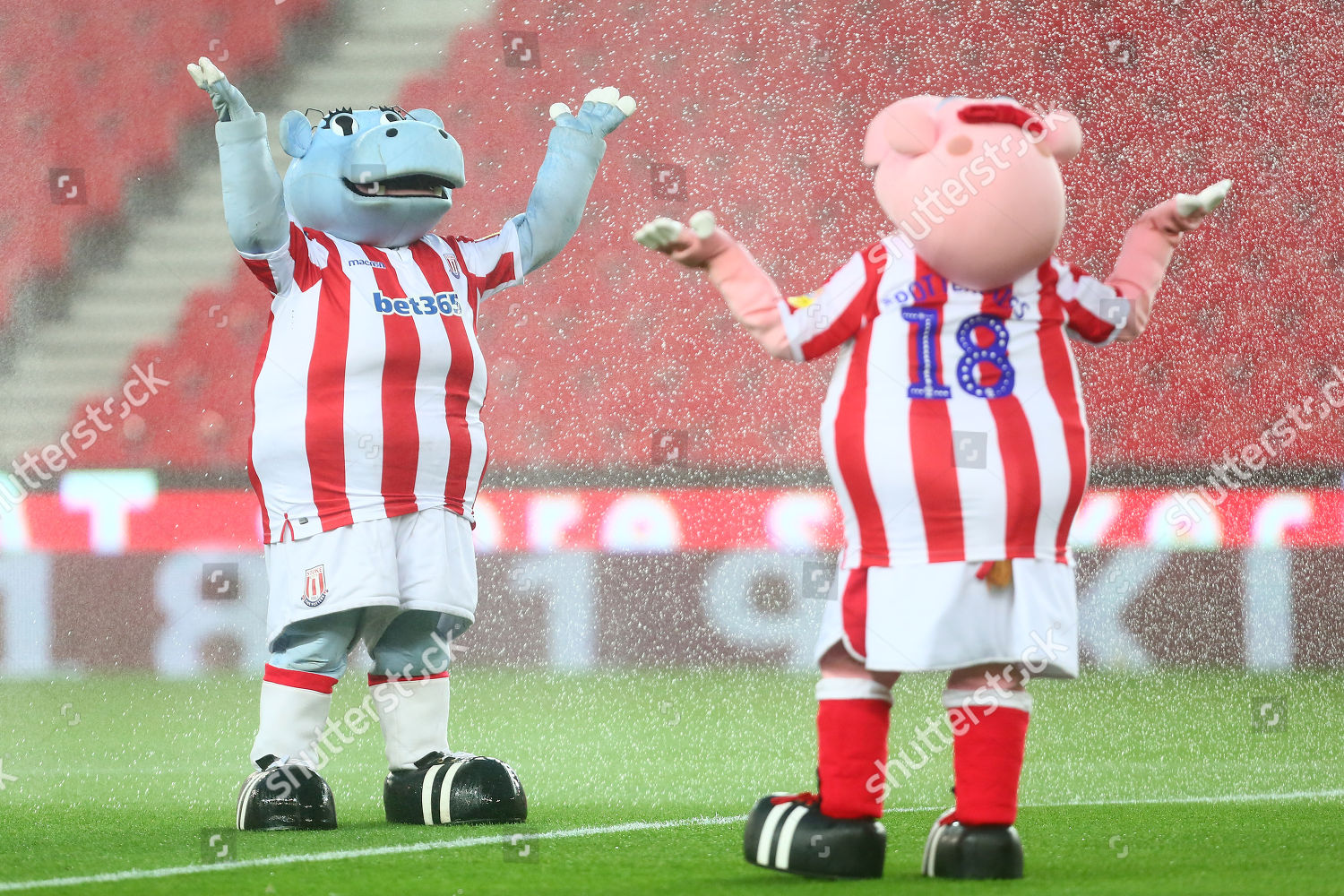 Stoke Mascot Pottermus Plays Sprinklers Editorial Stock Photo - Stock ...