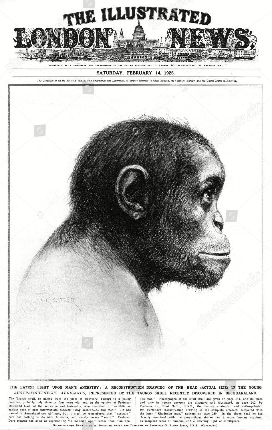 Reconstruction Drawing Head Young Australopithecus Africanus Editorial ...