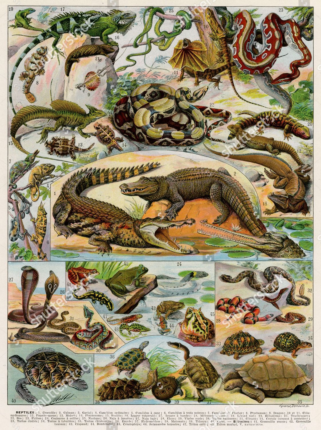 Wide Variety Reptiles Including Snakes Crocodiles Editorial Stock Photo ...