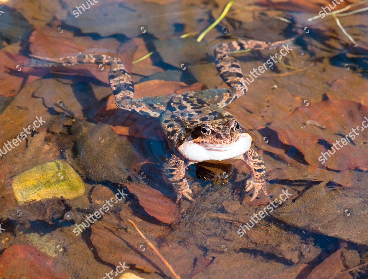 Common Frog Rana Temporaria Quacking Pond Editorial Stock Photo - Stock ...