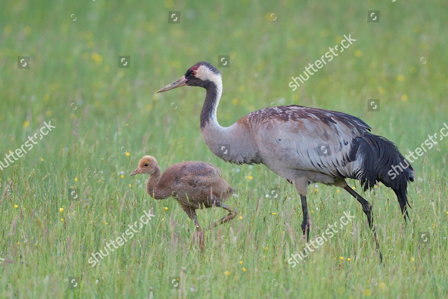 Common Crane Grus Grus Young Animal Editorial Stock Photo - Stock Image ...