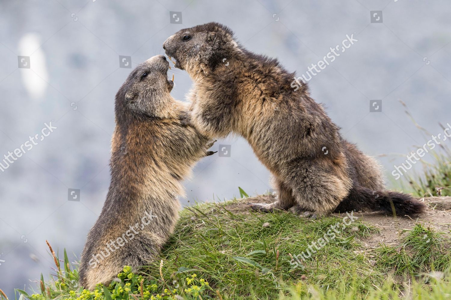 Two Marmots Marmota Marmota Standing Hohe Editorial Stock Photo - Stock ...
