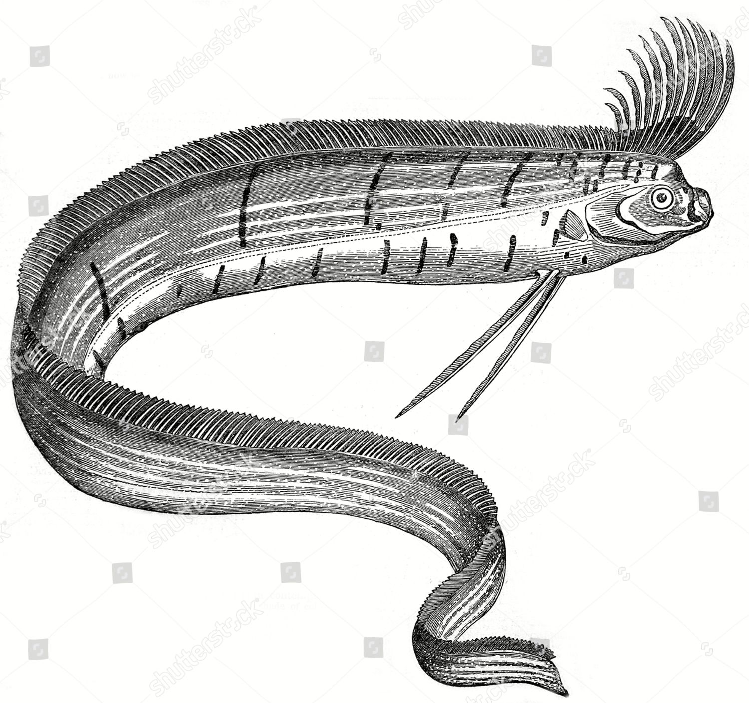 Engraving Showing Oarfish Regalecus Glesne Which Editorial Stock Photo ...