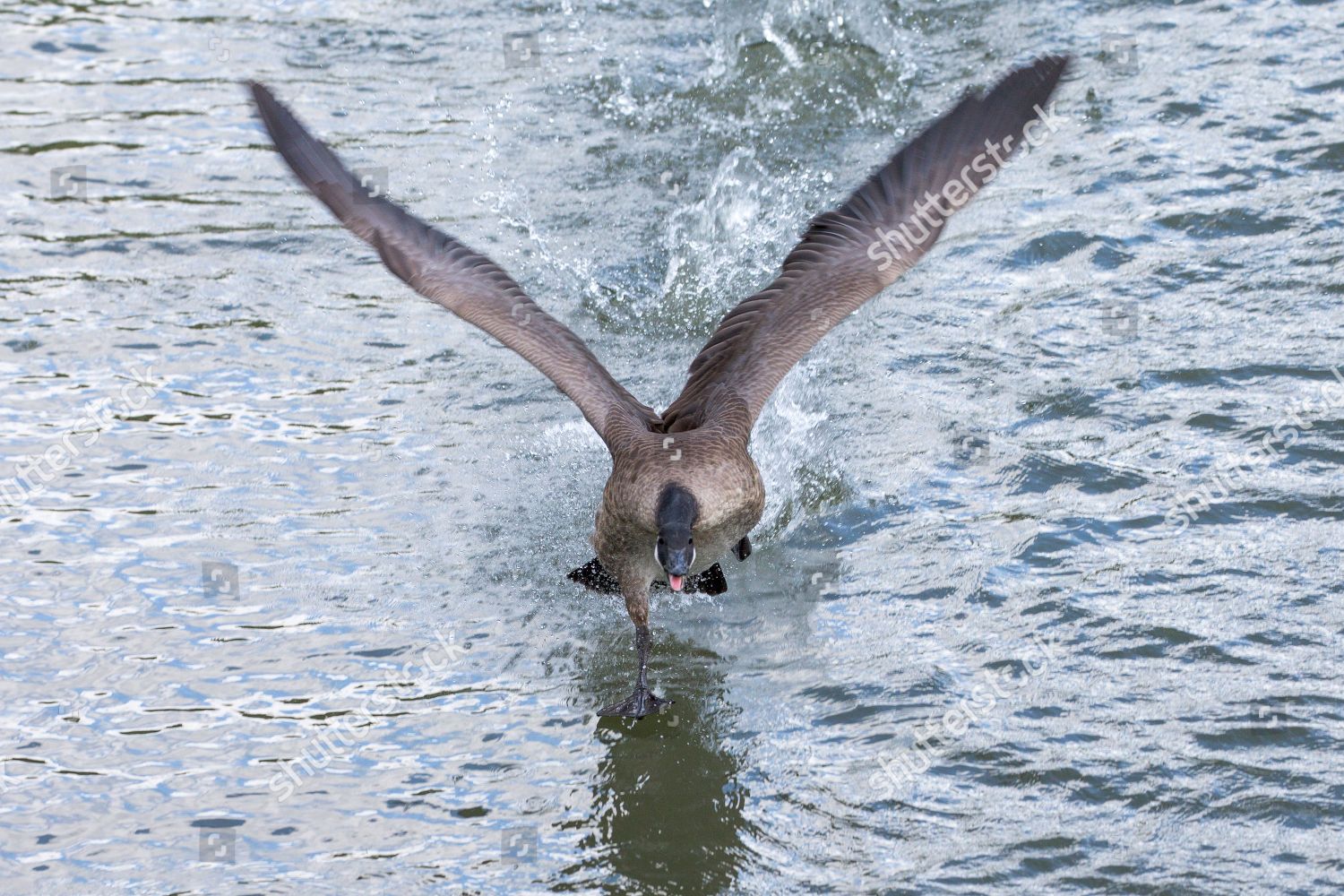 Canada Goose On River Cam Cambridge Editorial Stock Photo - Stock Image ...