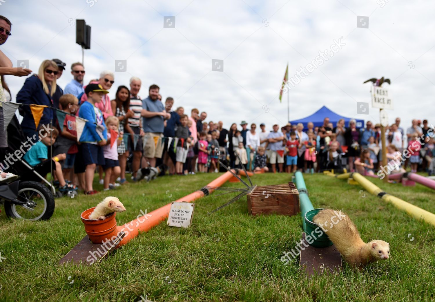 Ferret Racing Editorial Stock Photo - Stock Image | Shutterstock