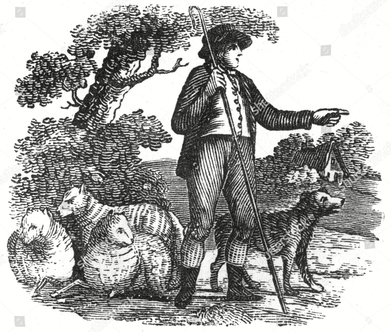Shepherd Sheep Dog C 1800 Woodcut Editorial Stock Photo - Stock Image ...