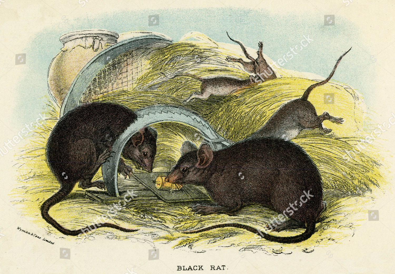 Two Black Rats Nibble Piece Cheese Editorial Stock Photo - Stock Image ...