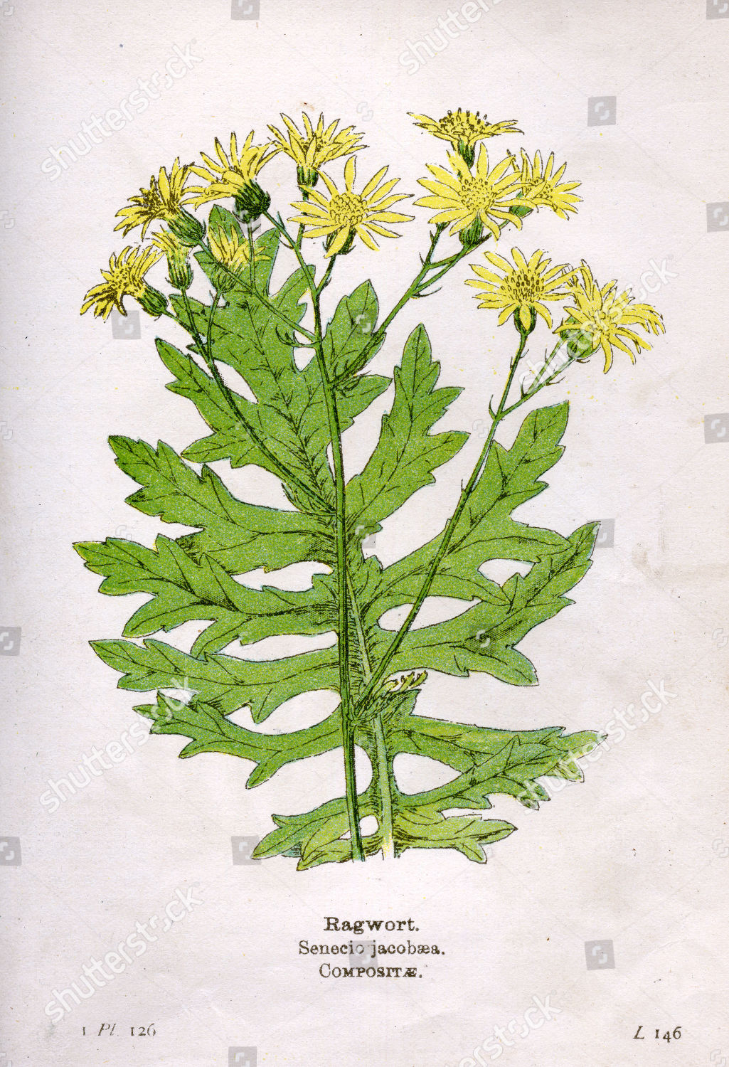 Senecio Jacobaea Ragwort St Jamess Wort Editorial Stock Photo - Stock ...
