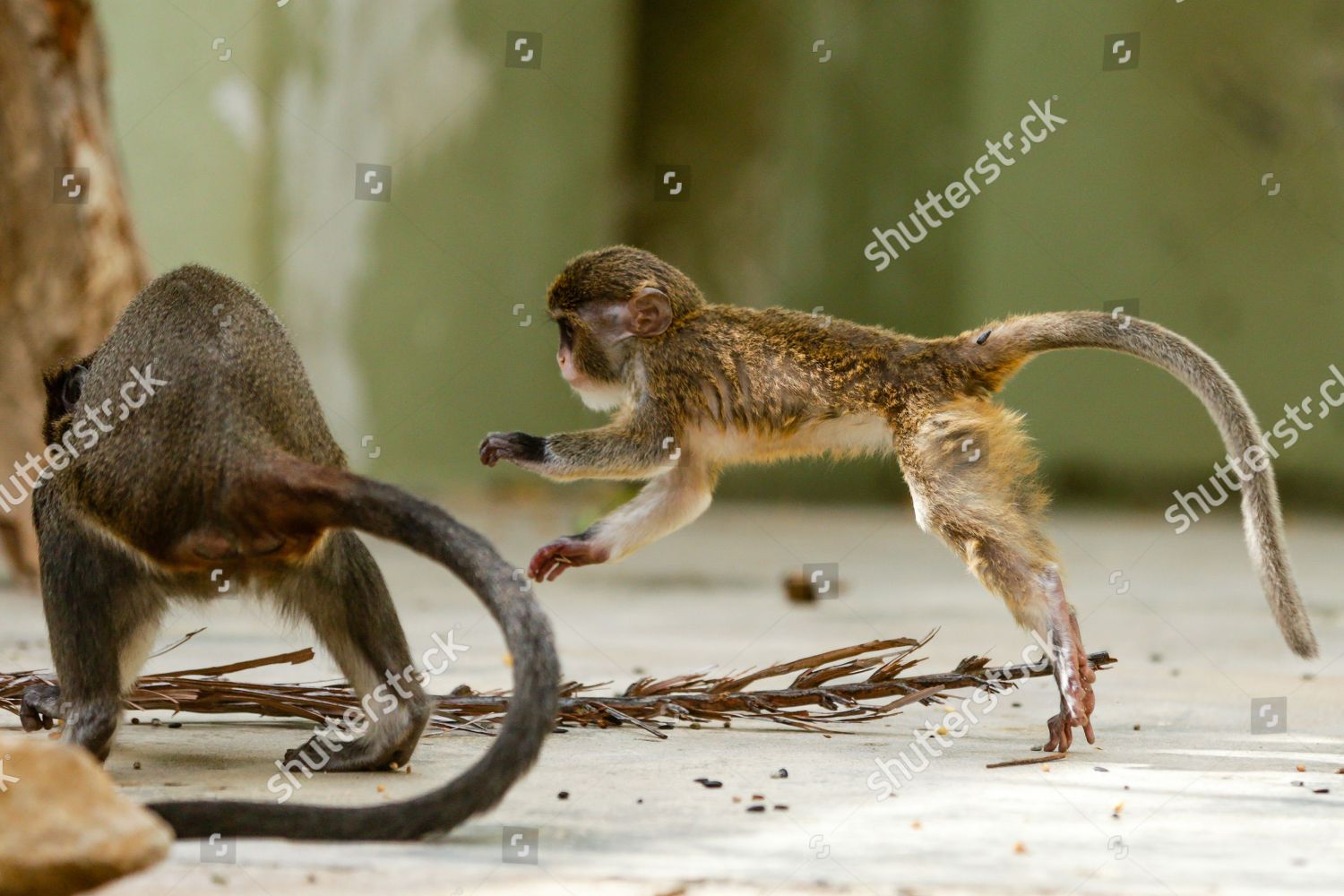 Brazza Monkey Baby Cercopithecus Neglectus R Editorial Stock Photo ...