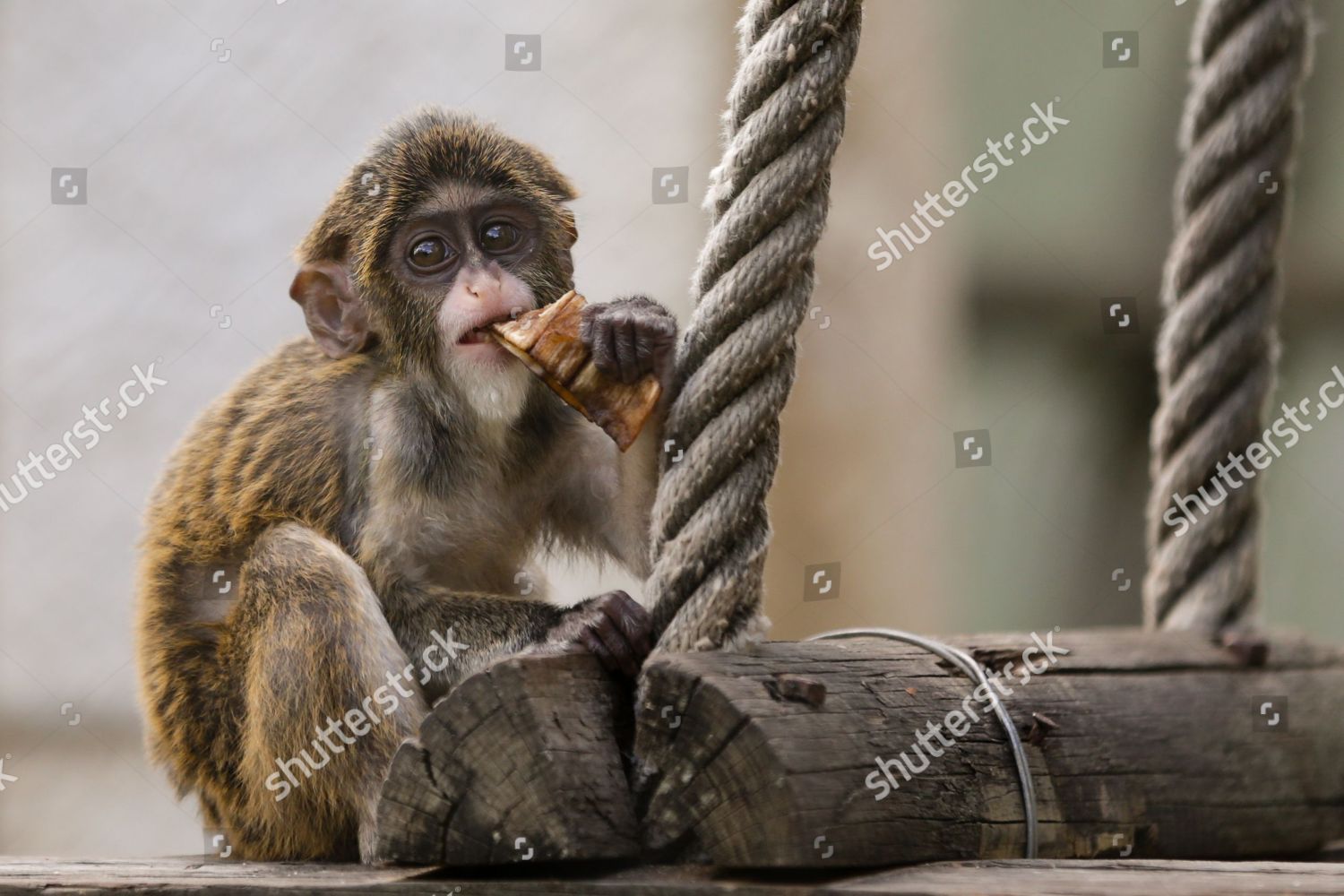 Brazza Monkey Baby Cercopithecus Neglectus Eating Editorial Stock Photo ...