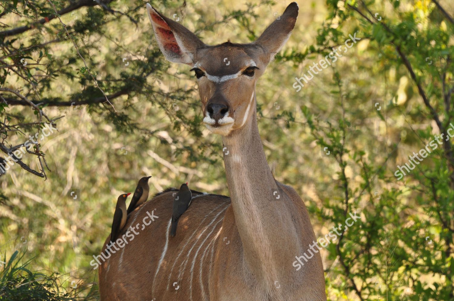 Kudu Female Redbilled Oxpeckers Editorial Stock Photo - Stock Image ...
