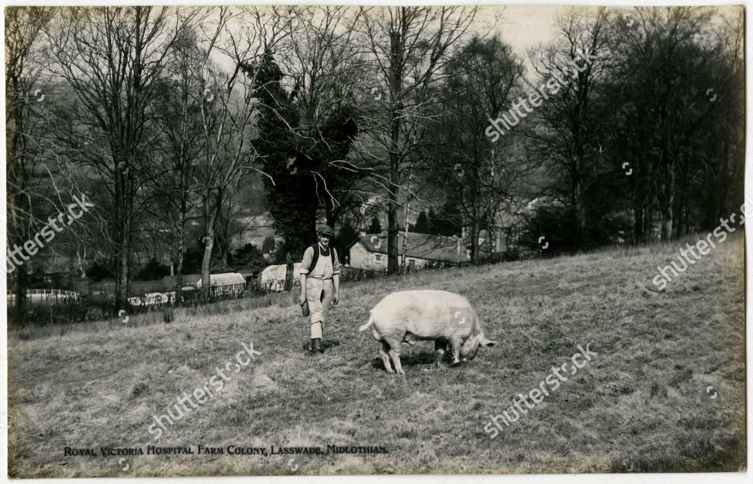 Patients Tend Pigs Farm Colony Founded Editorial Stock Photo - Stock ...