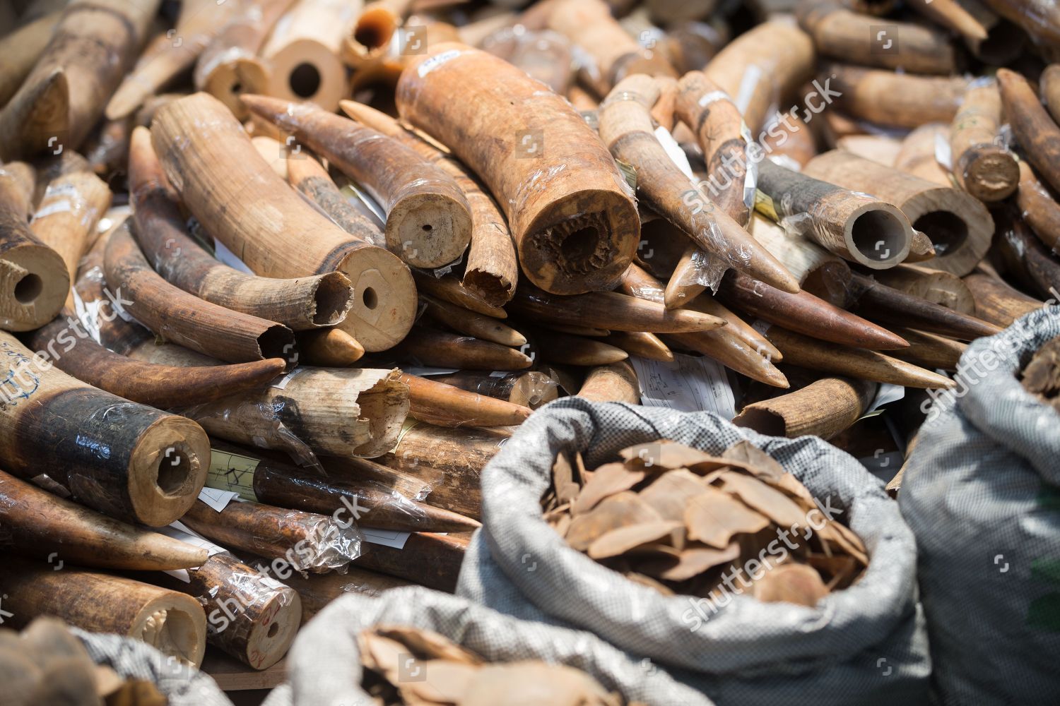 Seized Bags Dried Pangolin Scales Elephant Editorial Stock Photo ...