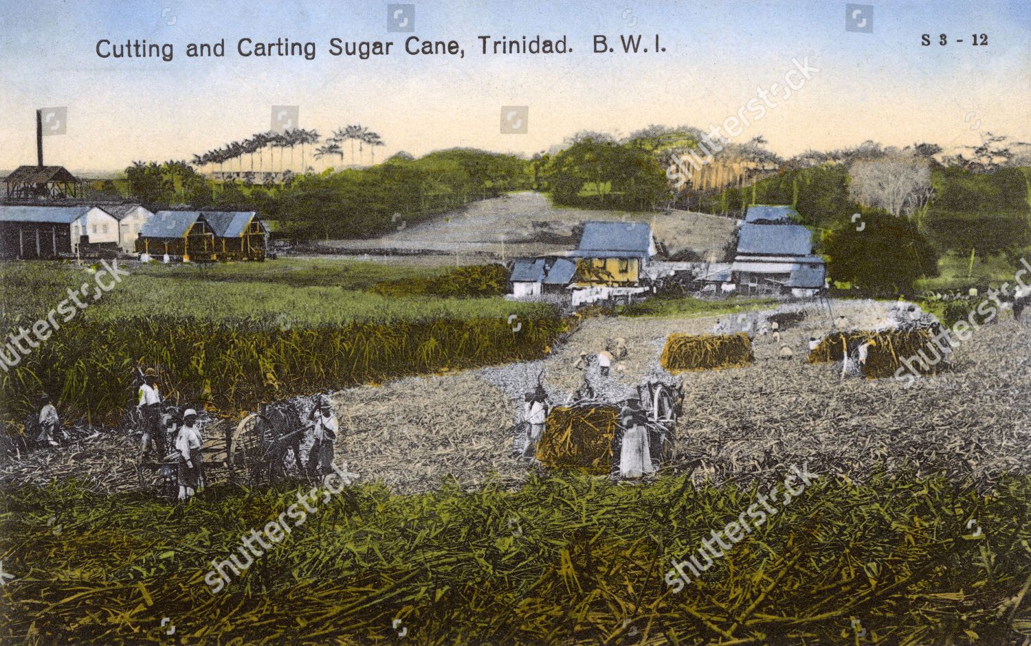 Workers On Sugar Plantation Cutting Carting Editorial Stock Photo ...