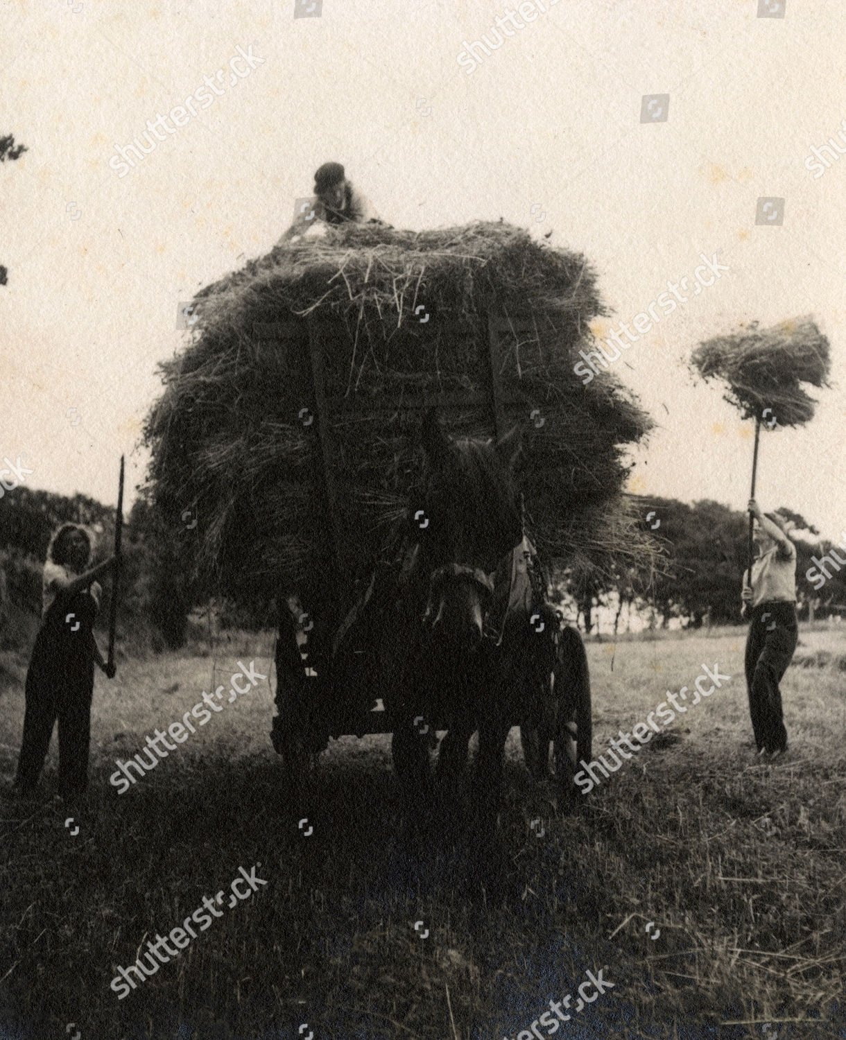 Ww2 Land Girls Piling Hay Onto Editorial Stock Photo - Stock Image ...