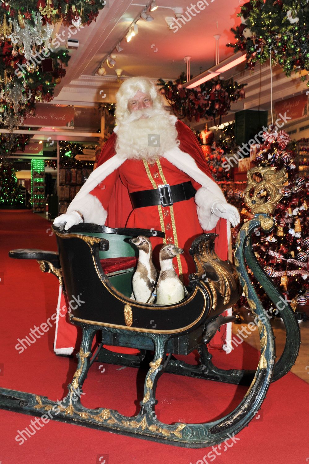 Father Christmas Penguins Percy Polly Editorial Stock Photo - Stock ...