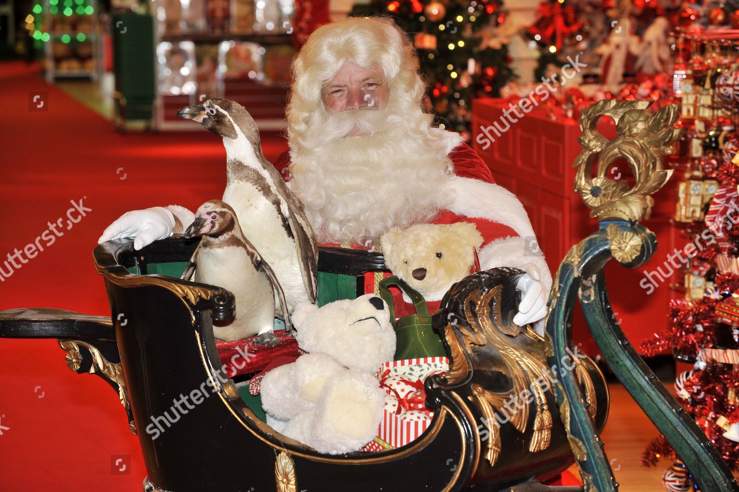 Father Christmas Penguins Percy Polly Editorial Stock Photo - Stock ...