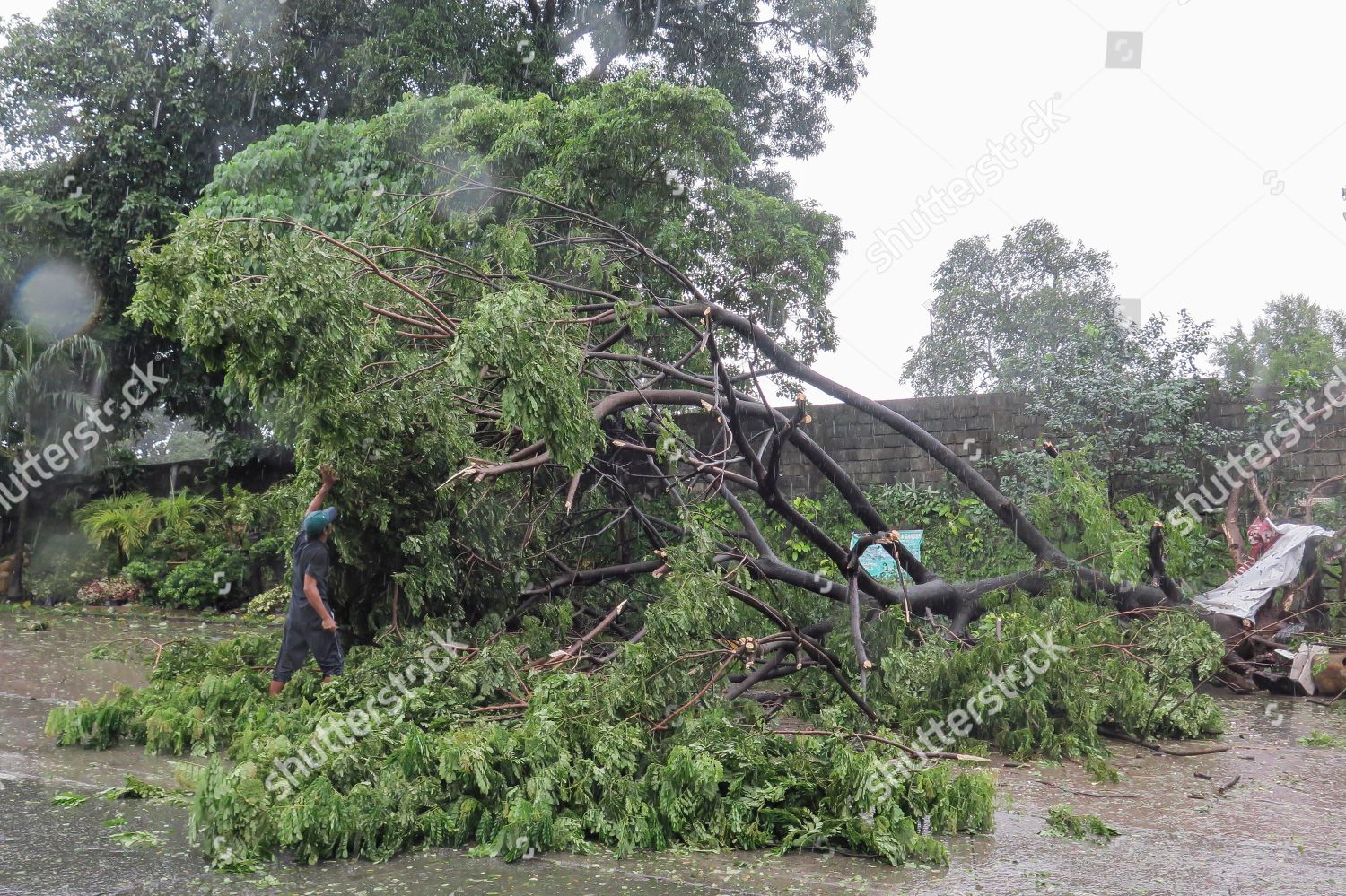Tree Uprooted Due Typhoon Blocks Road Editorial Stock Photo - Stock ...