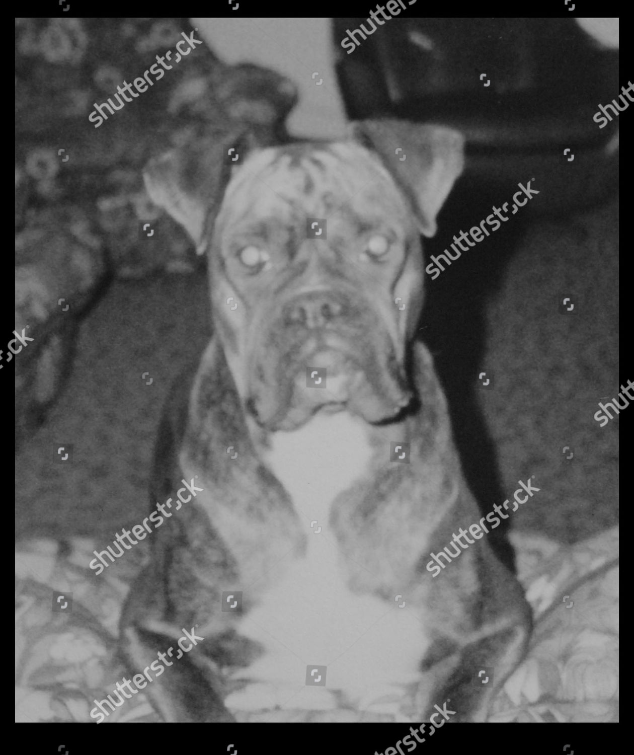 Boxer Dog Colonel Editorial Stock Photo - Stock Image | Shutterstock