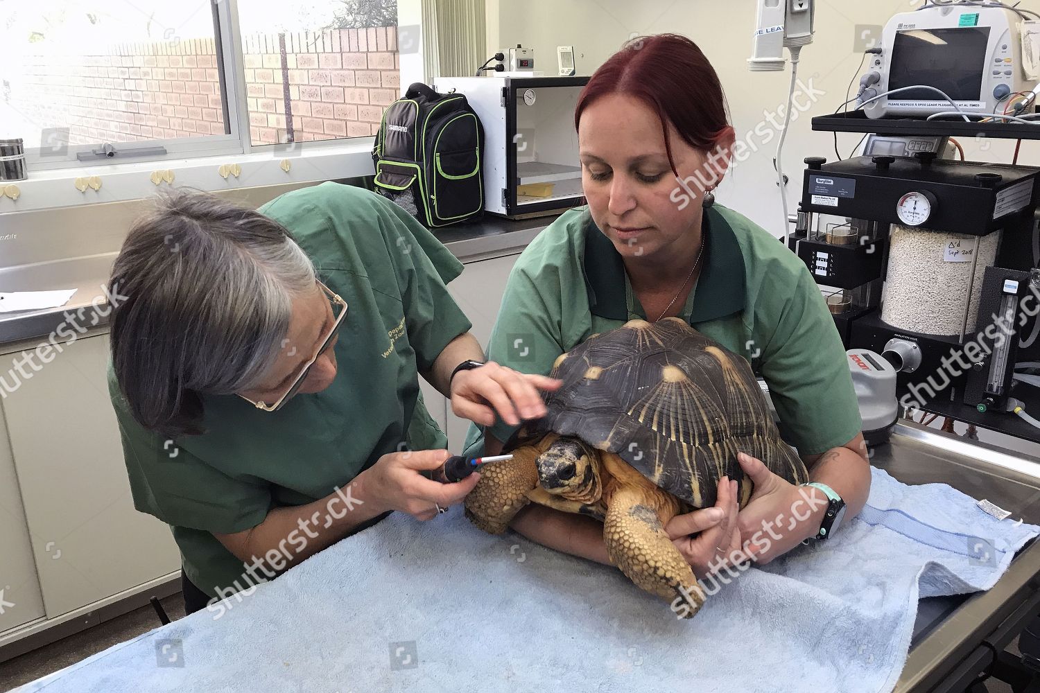 Perth Zoo Senior Vet Simone Vitali Editorial Stock Photo - Stock Image ...