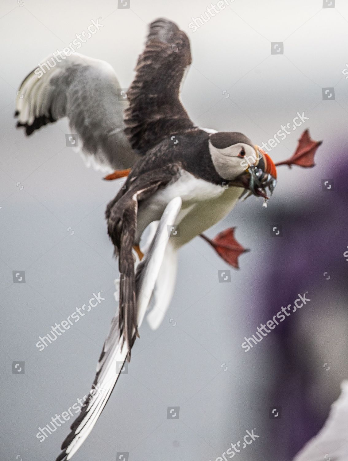 Sequence 2 8 Battle Begins Puffin Editorial Stock Photo - Stock Image ...