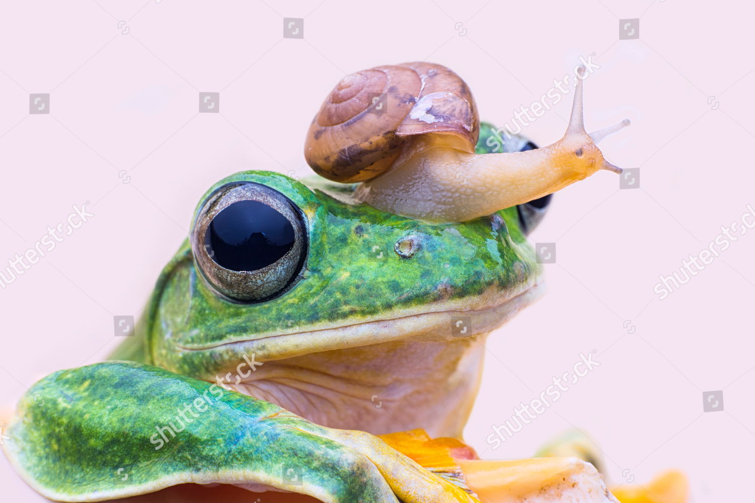 Snail Slithers Over Frogs Head Editorial Stock Photo - Stock Image ...