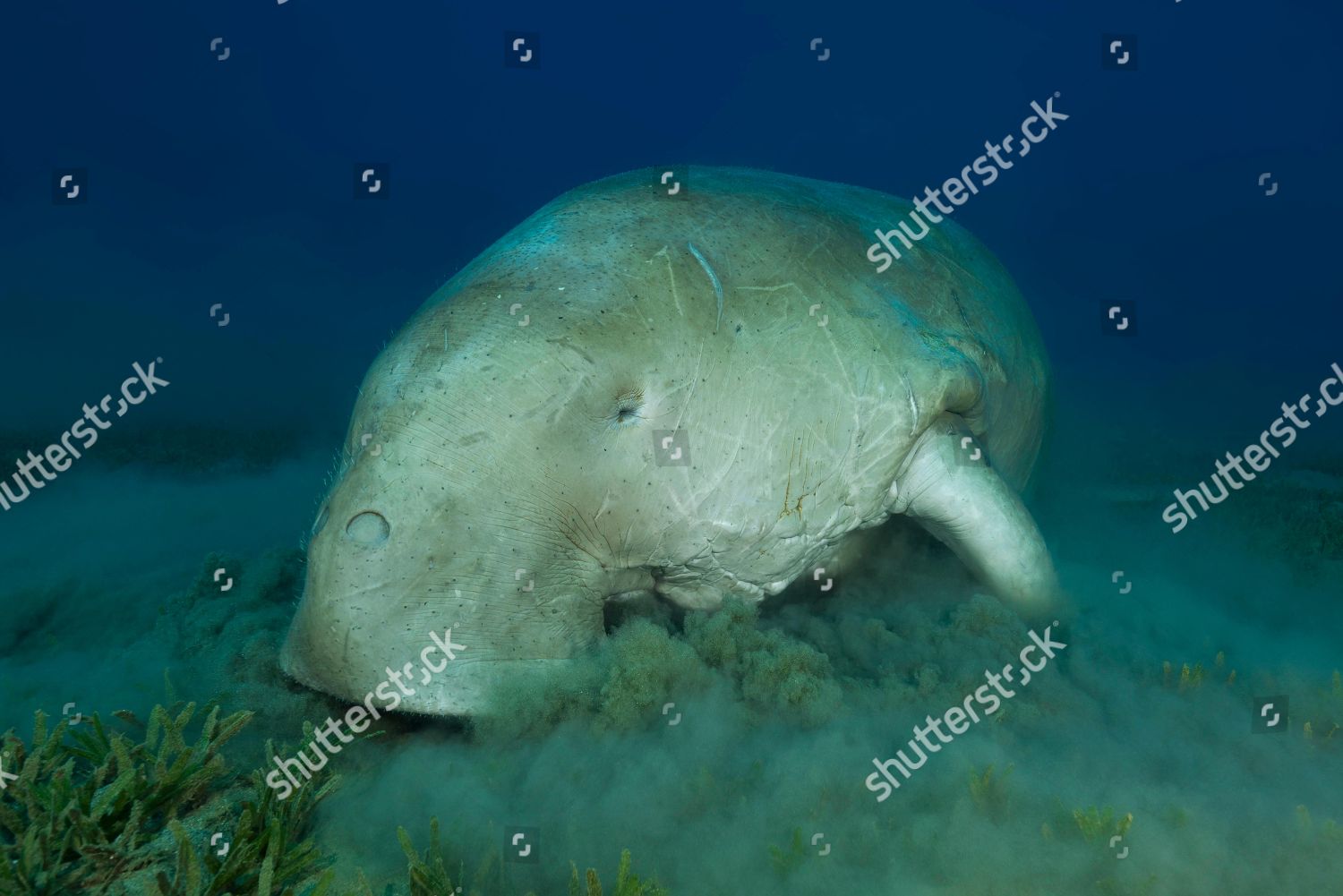 Dugong Dugong Dugon Eating Sea Grass Editorial Stock Photo - Stock ...