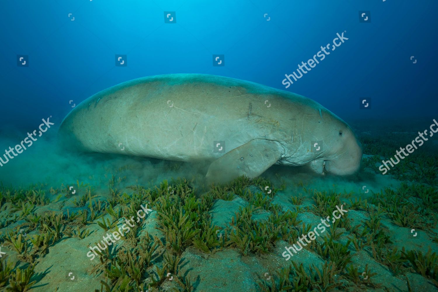 Dugong Dugong Dugon Eating Sea Grass Editorial Stock Photo - Stock ...