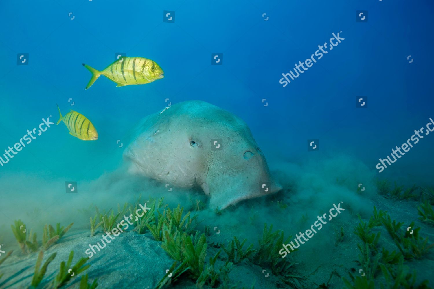 Dugong Dugong Dugon Eating Sea Grass Editorial Stock Photo - Stock ...