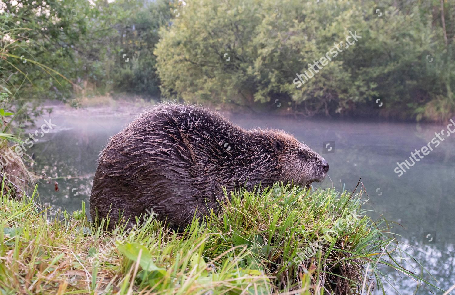 Beaver Castor Fiber Sitting On Shore Editorial Stock Photo - Stock ...