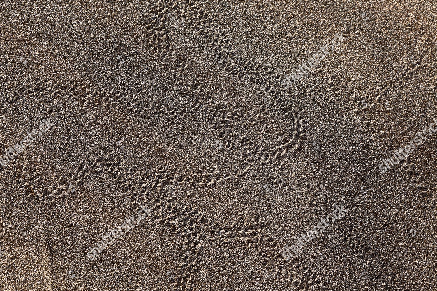 Animal Tracks Beetle Tracks Sand Dunes Editorial Stock Photo - Stock ...