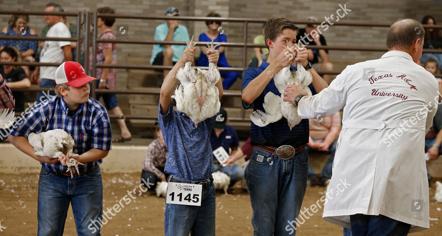 Children Hold Chickens During Poultry Judging Editorial Stock Photo ...