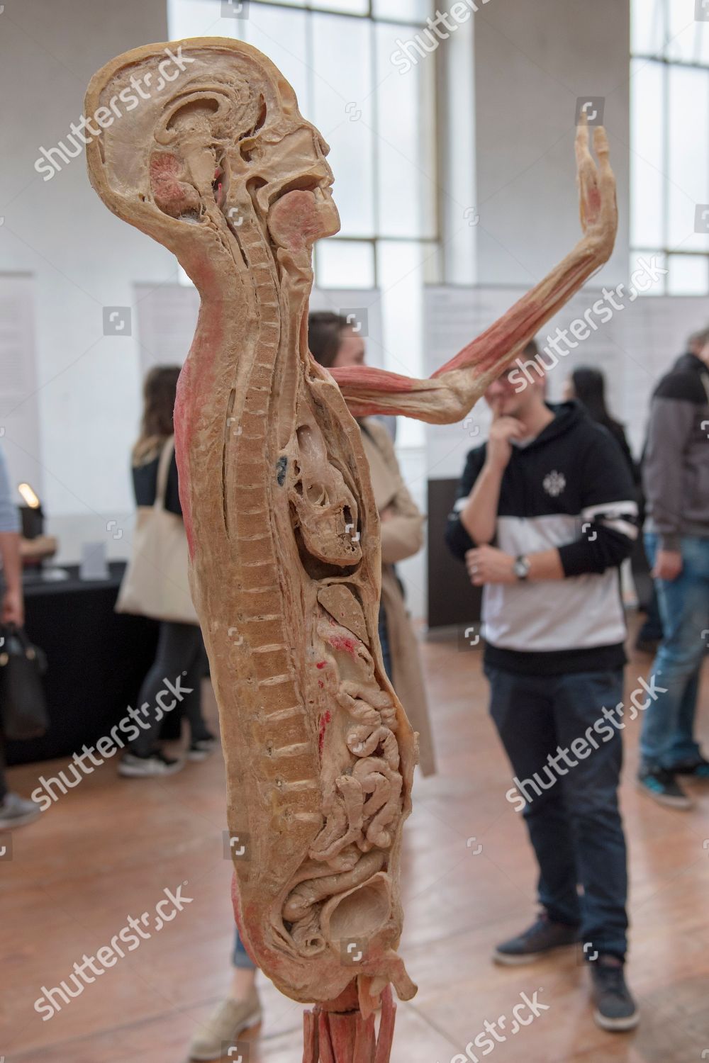 Visitors Look Plastinated Human Body Parts Editorial Stock Photo ...