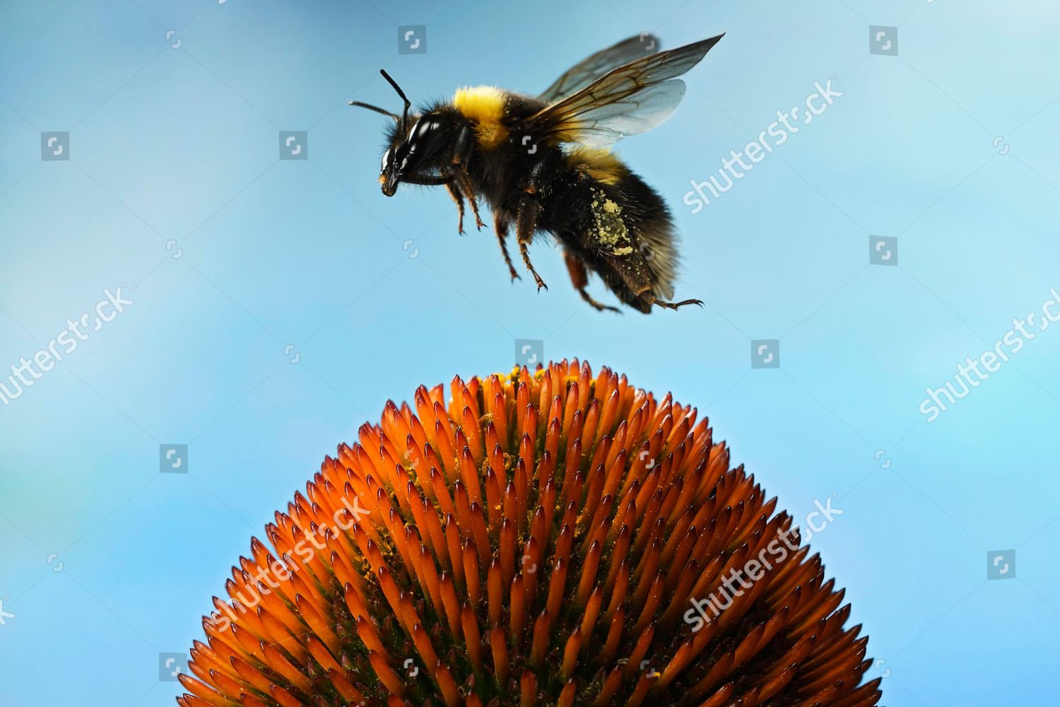 Large Earth Bumblebee Bombus Terrestris Flight Editorial Stock Photo ...