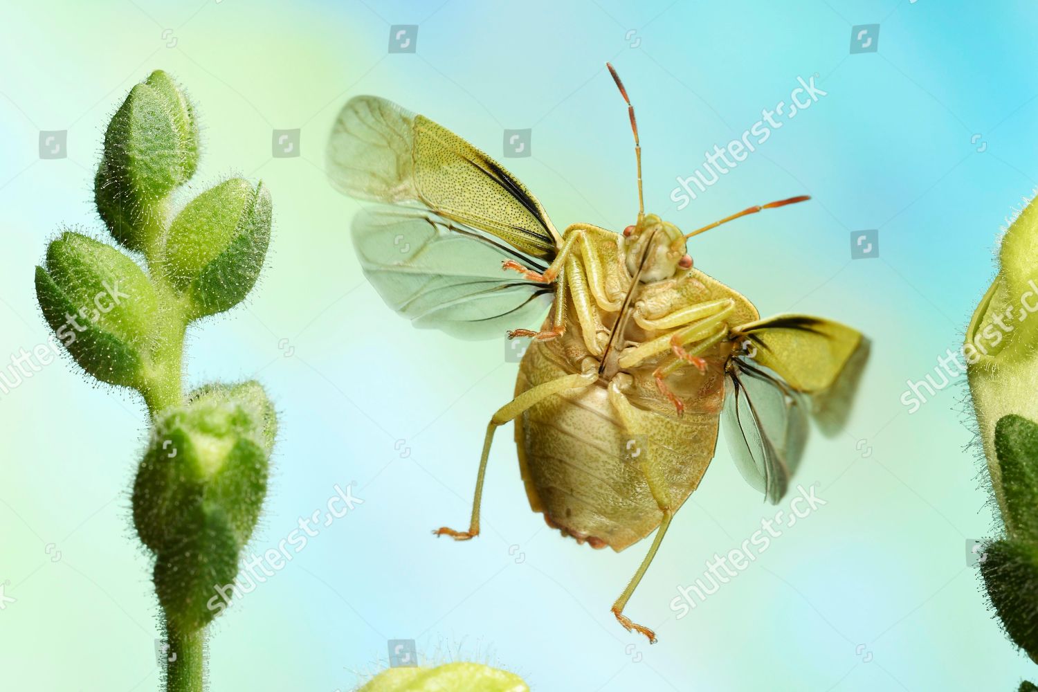 Green Shield Bug Palomena Prasina Flight Editorial Stock Photo - Stock ...