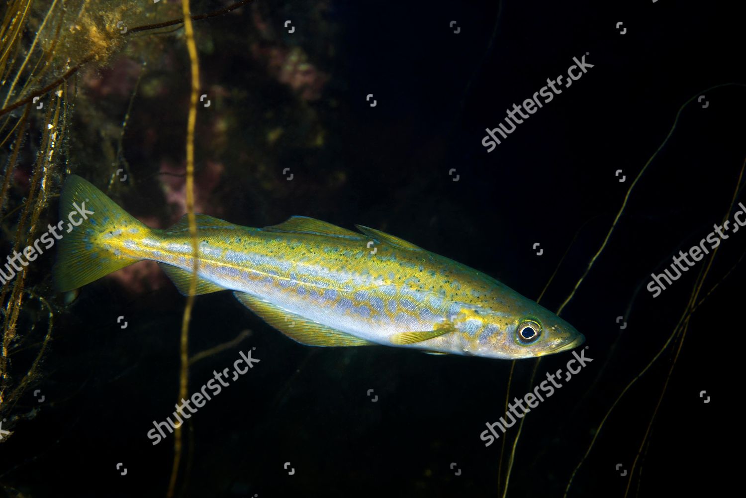 Atlantic Pollock European Pollock Pollachius Pollachius Editorial Stock ...
