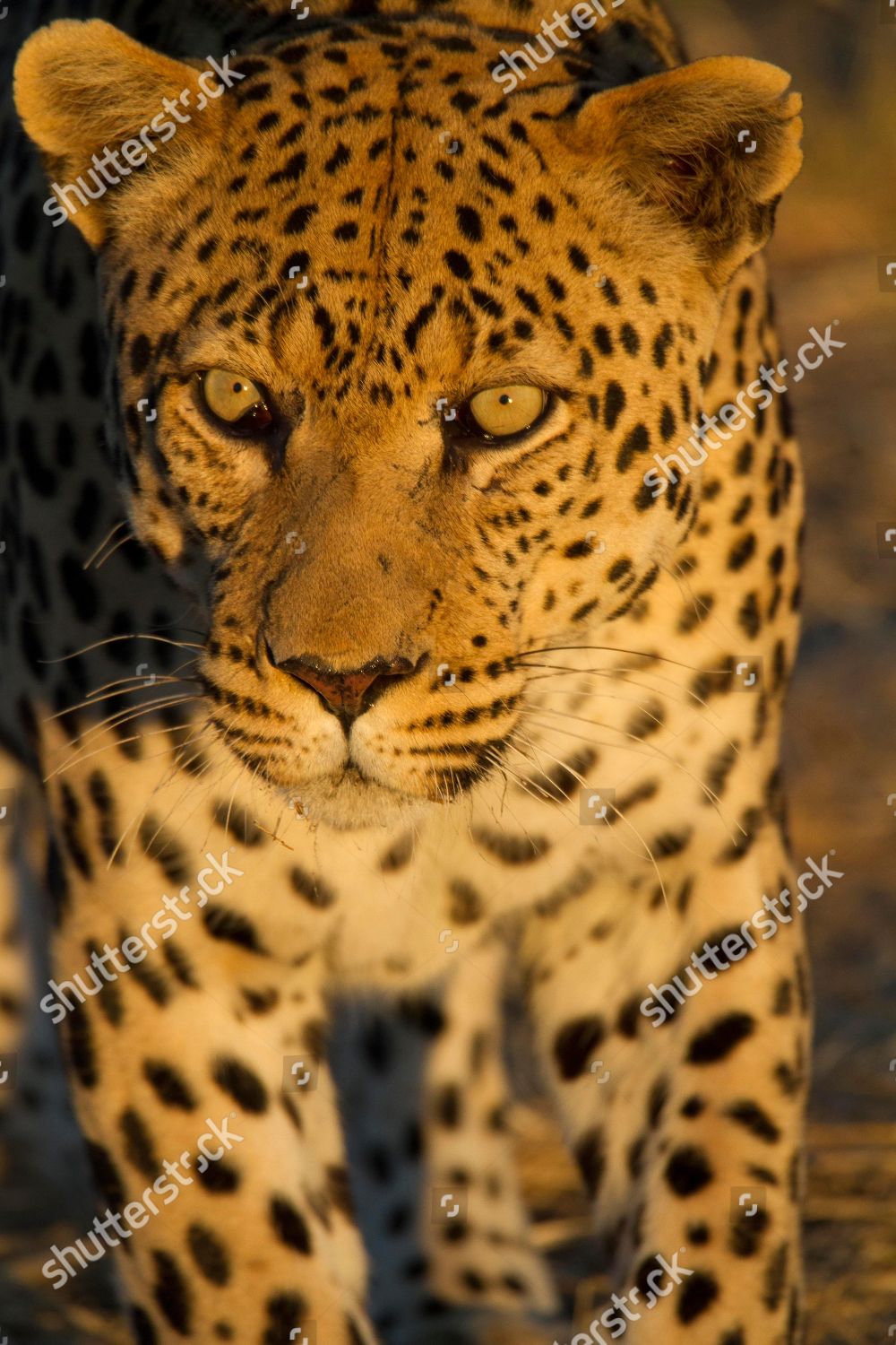 Leopard Panthera Pardus Animal Portrait Okahandja Editorial Stock Photo ...