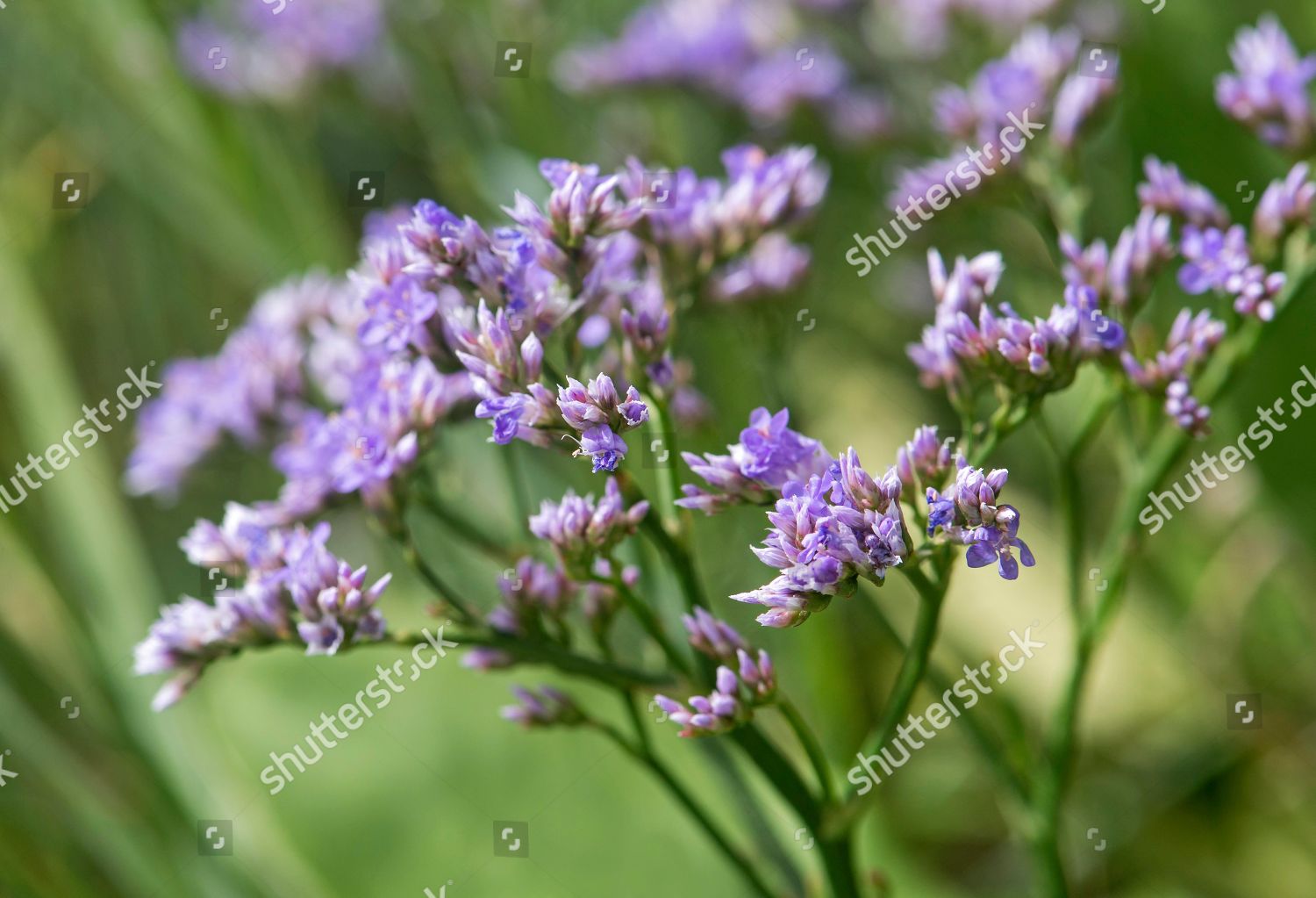 Common Sea Lavender Limonium Vulgare North Editorial Stock Photo ...