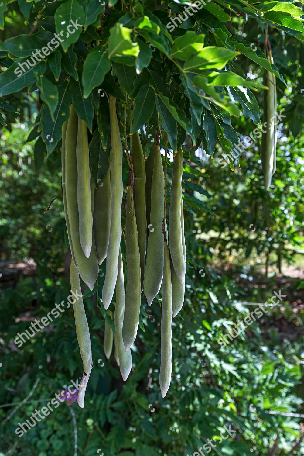 Seed Pods Japanese Wisteria Wisteria Floribunda Editorial Stock Photo ...