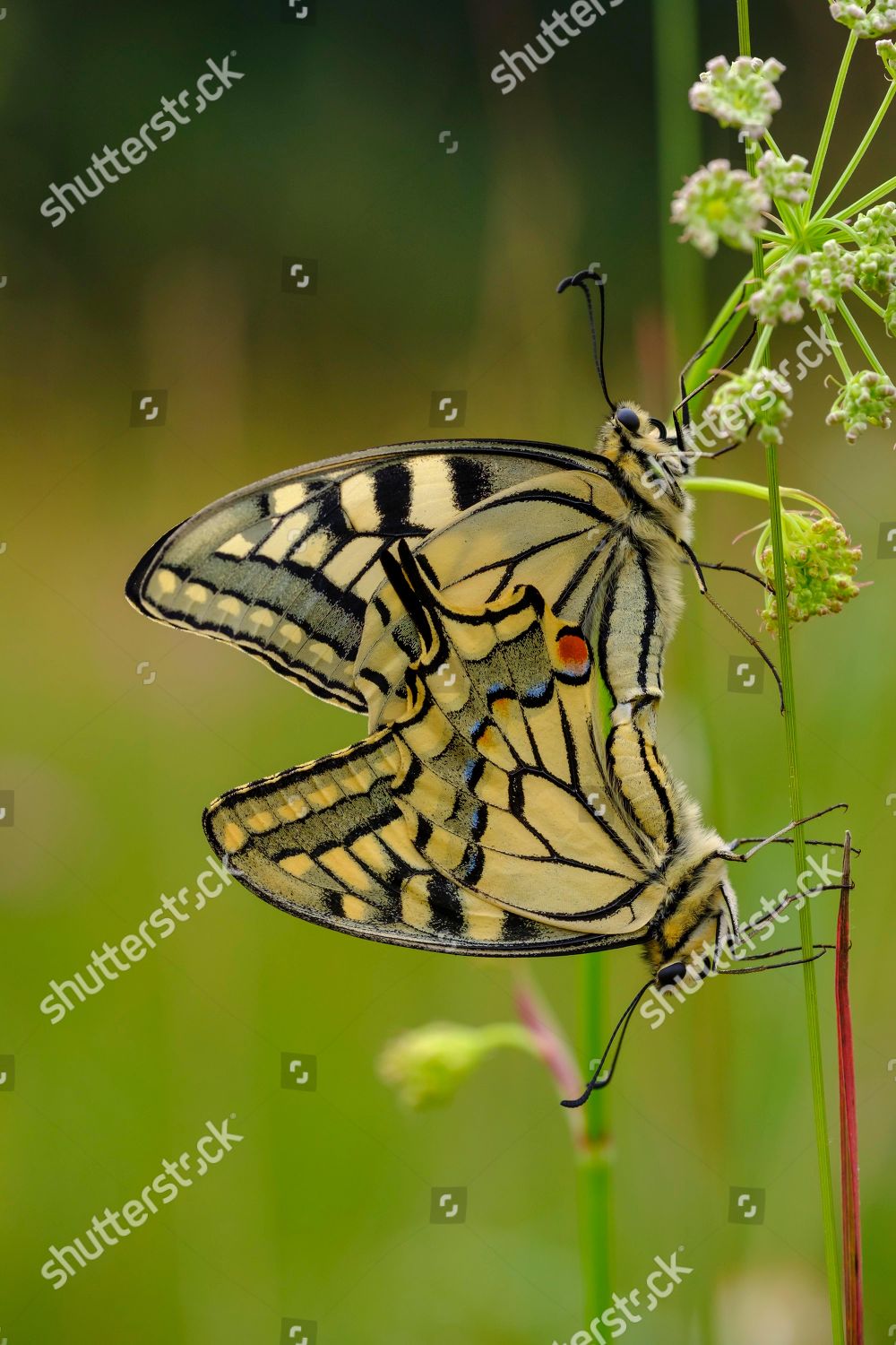 Swallowtail Papilio Machaon During Mating Koenigsbrunner Editorial ...