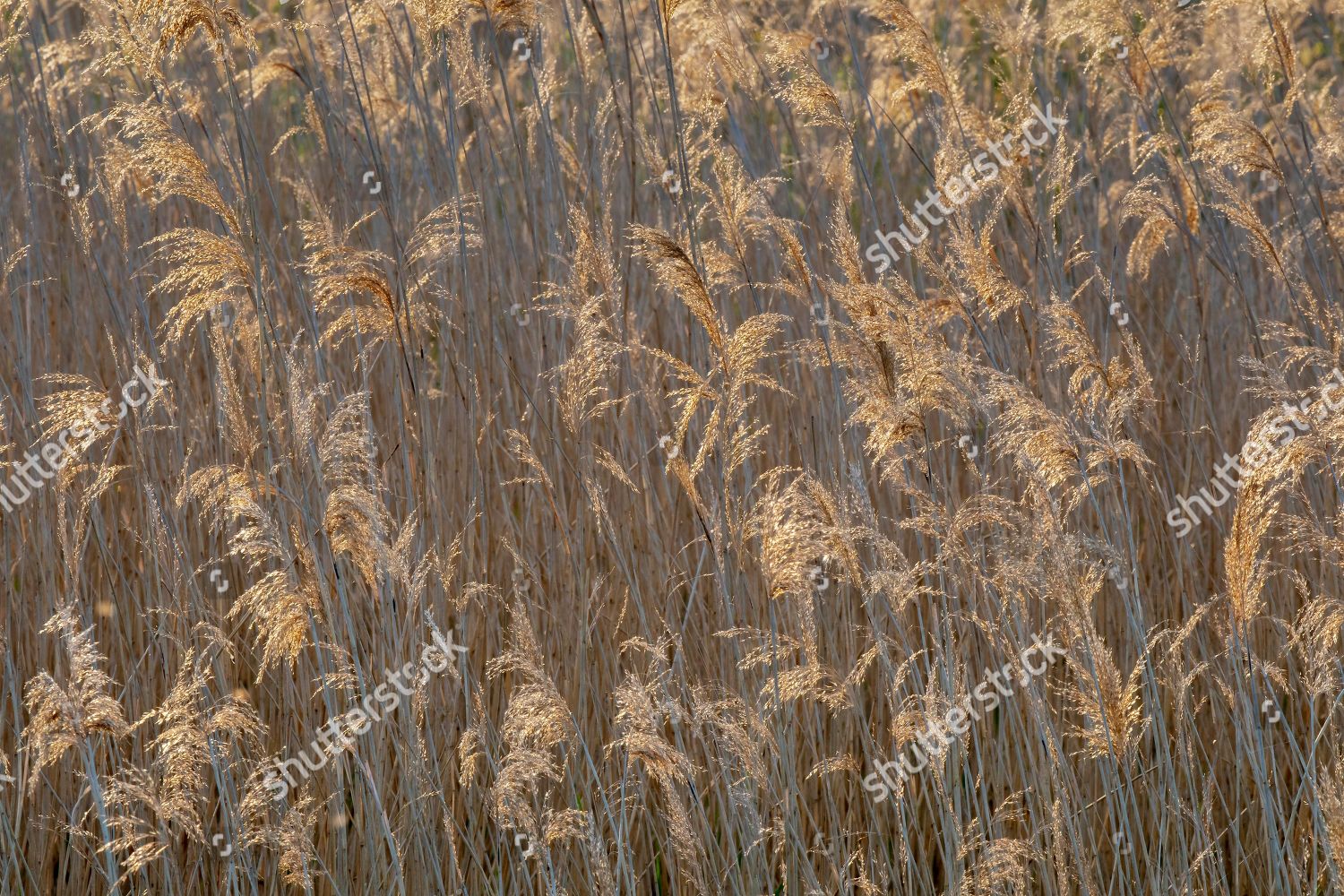 Blooming Reed Phragmites Australis Against Light Editorial Stock Photo ...