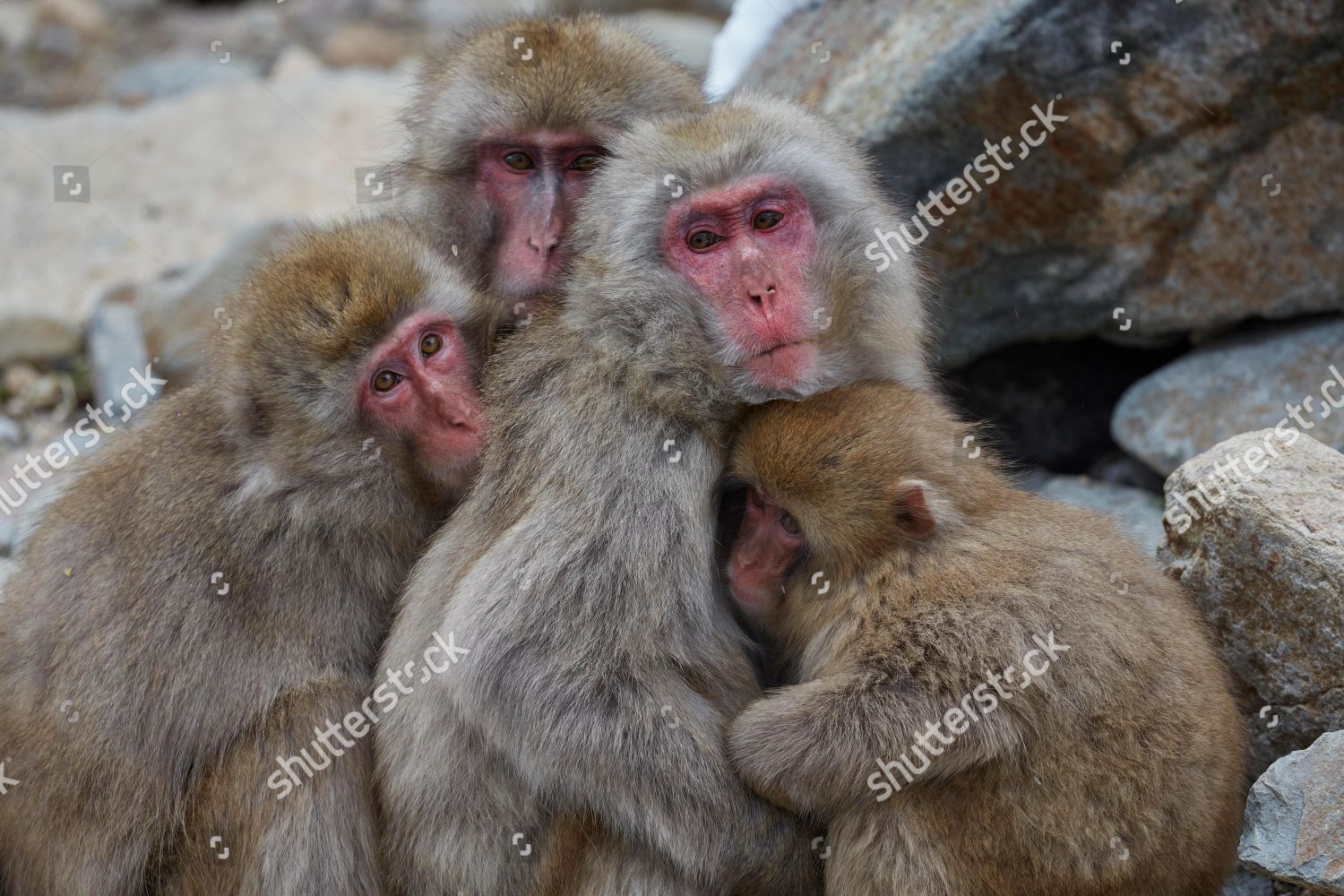 Cuddling Warming Japanese Macaque Macaca Fuscata Editorial Stock Photo ...