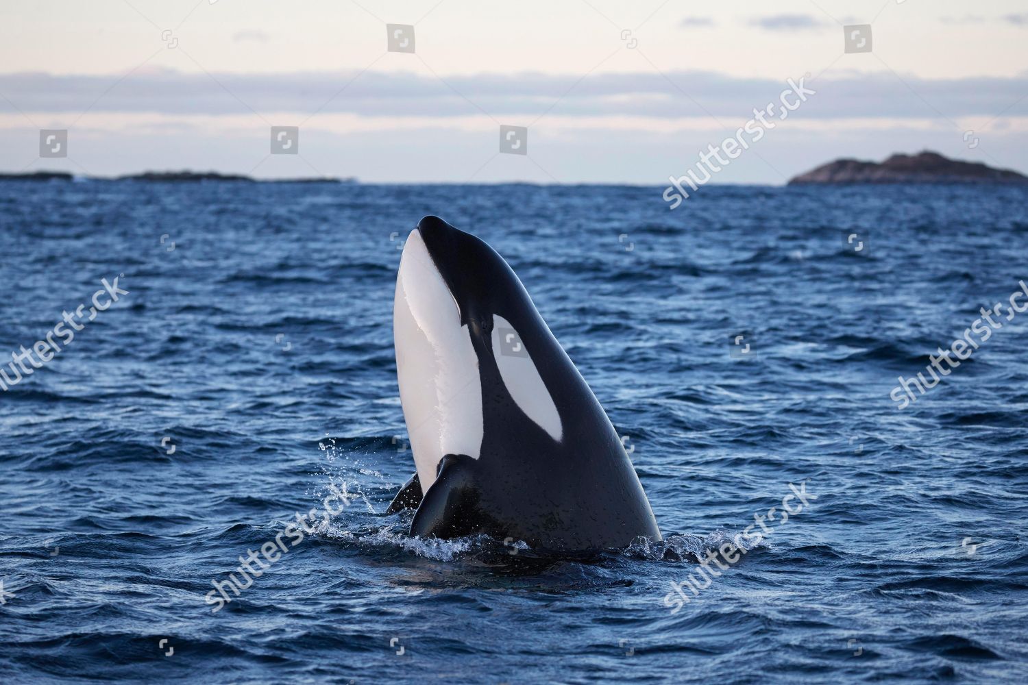 Orca Orcinus Orca Spy Hopping By Editorial Stock Photo - Stock Image ...