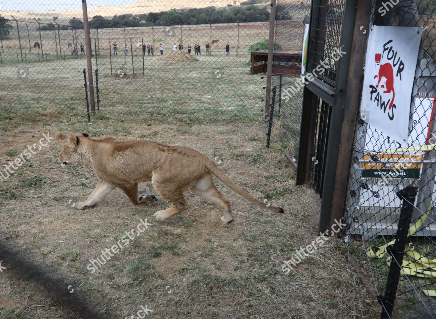 Lion Nala Leaves Her Holding Crate Editorial Stock Photo - Stock Image ...