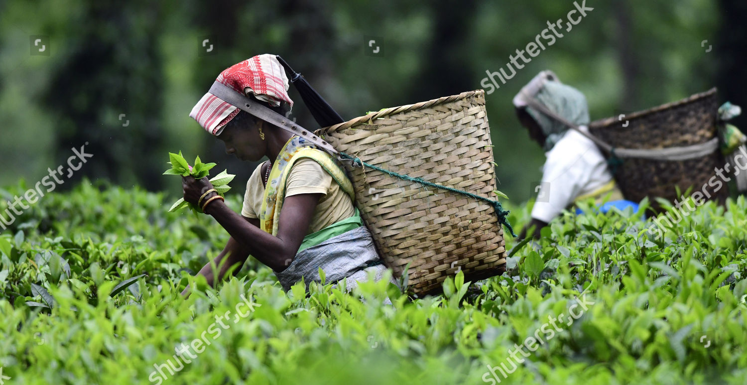 Indian Women Pluck Tea Leaves Tea Editorial Stock Photo - Stock Image ...