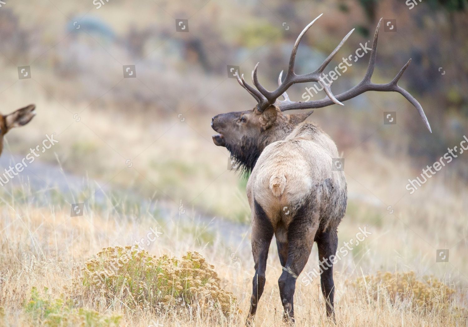 Bull Elk During Their Annual Mating Editorial Stock Photo - Stock Image ...