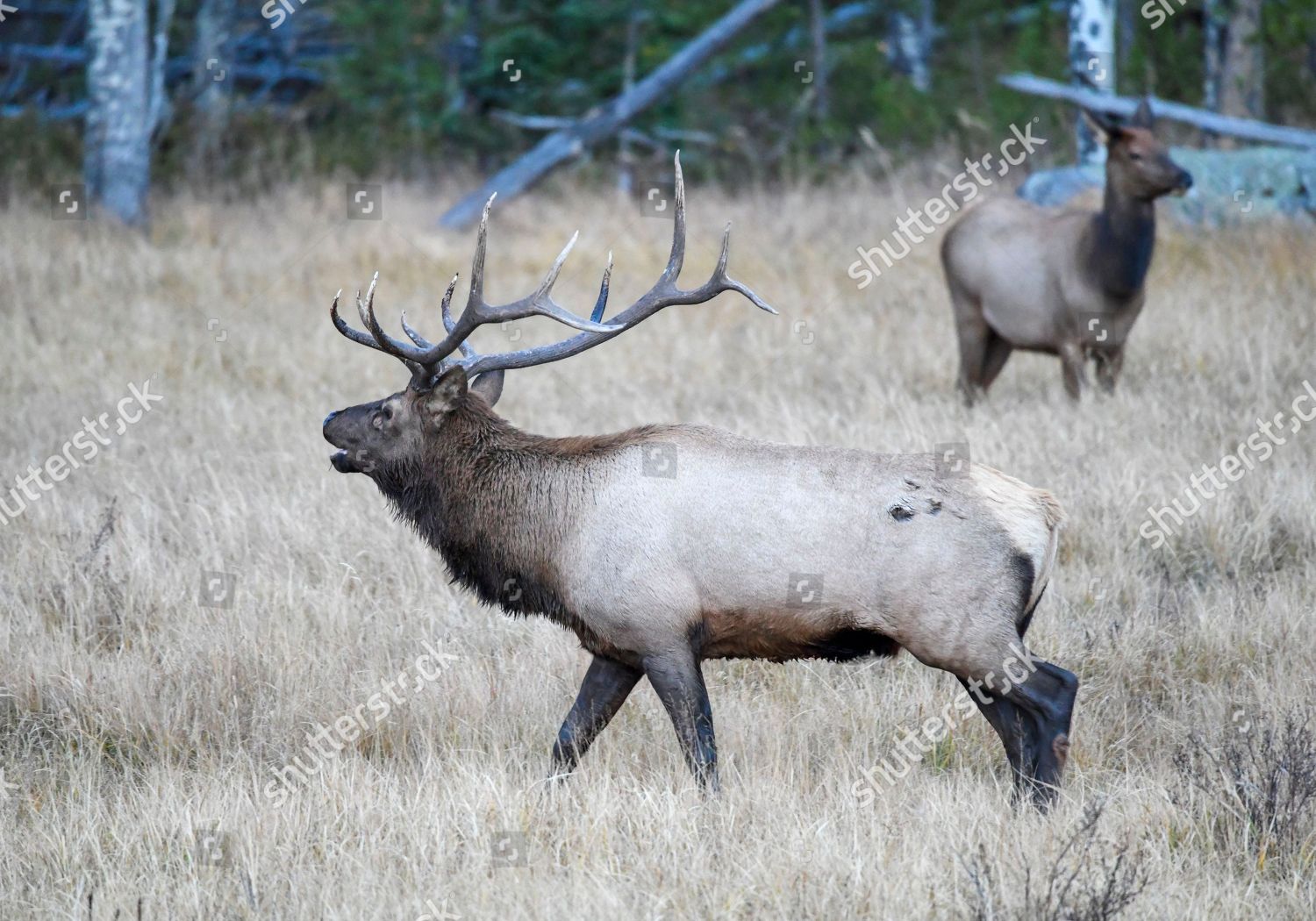 Bull Elk During Their Annual Mating Editorial Stock Photo - Stock Image ...