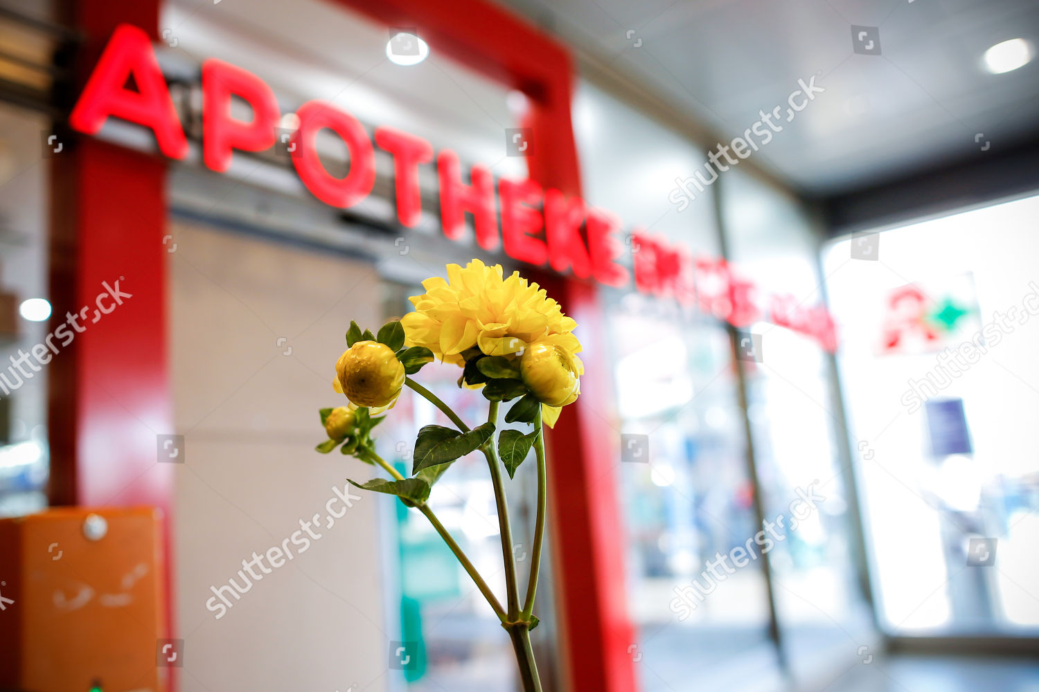 Flower Seen Front Pharmacy Central Station Editorial Stock Photo ...